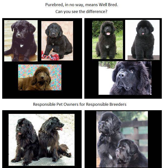 Pure bred does not mean well bred – Pinoy Dog Mom