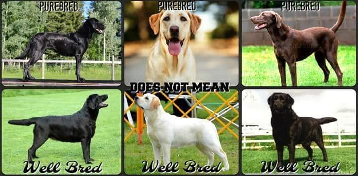 Pure bred does not mean well bred – Pinoy Dog Mom