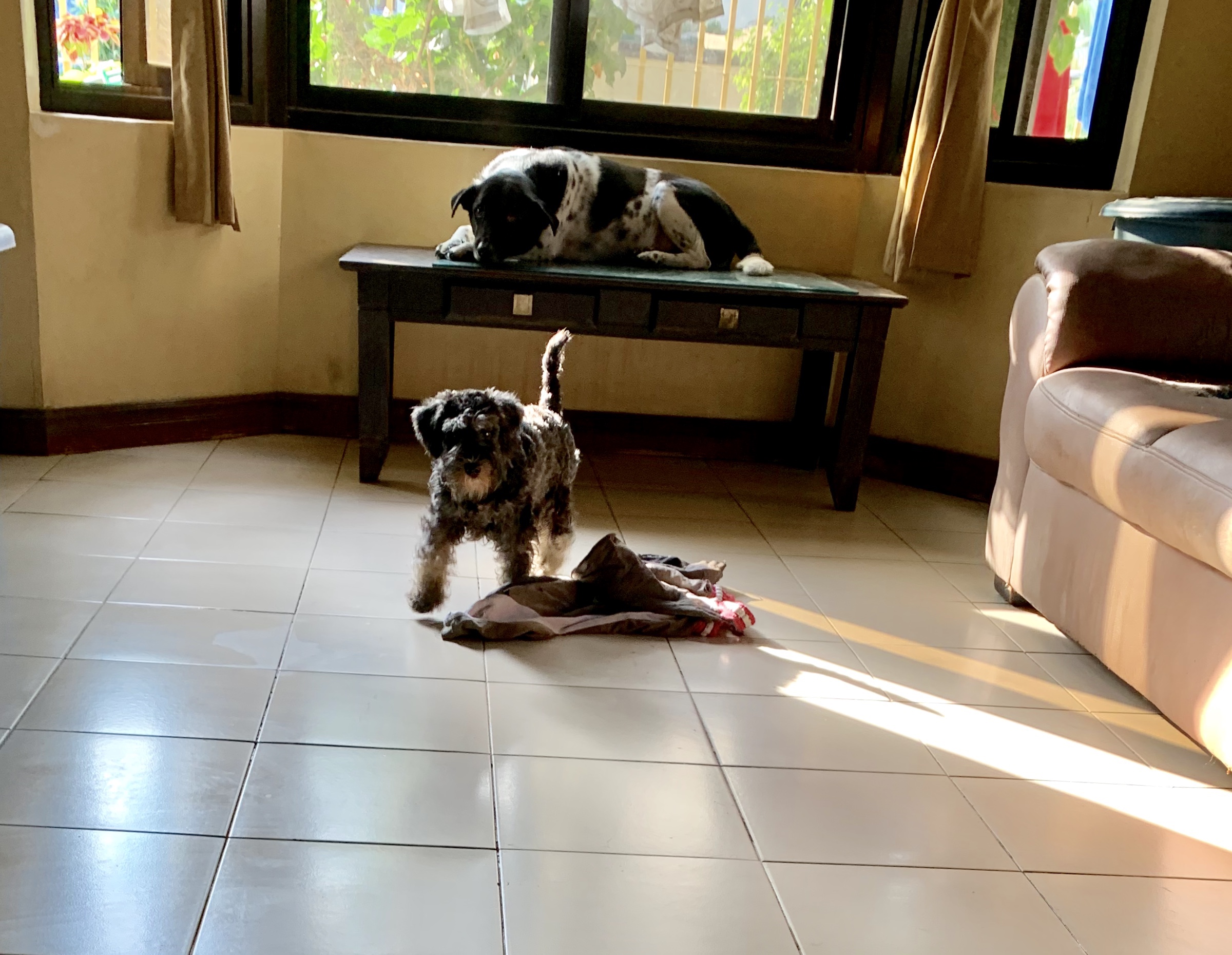 Ear cropping and tail docking in the Philippines – Pinoy Dog Mom